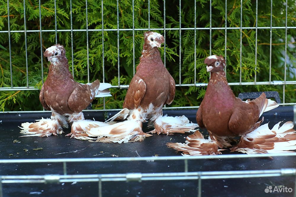 Голуби узбекские лохмоногие