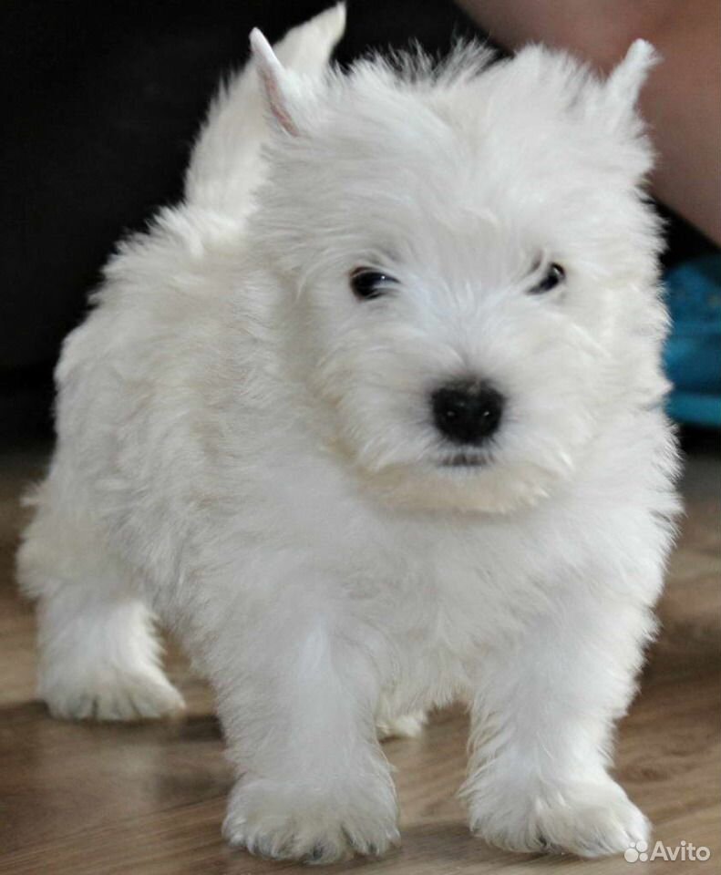 Вест хайленд вайт терьер, щенок Мажор