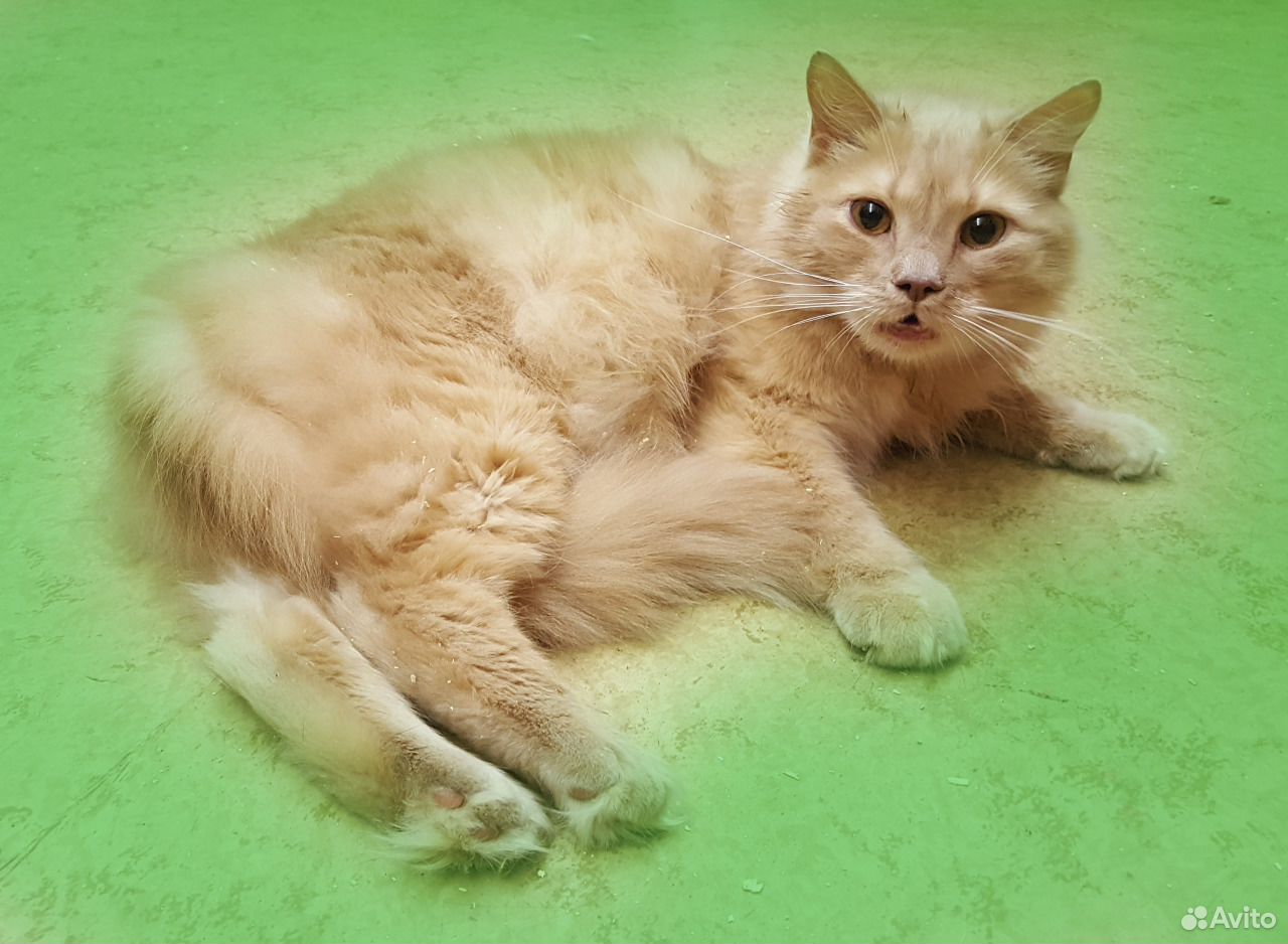 Рыжий бандит