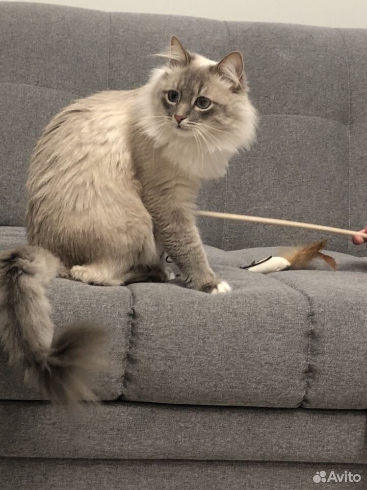 Котик Невская маскарадная блю пойнт