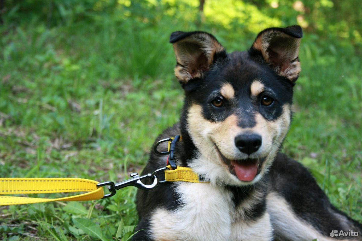 Молли ищет дом