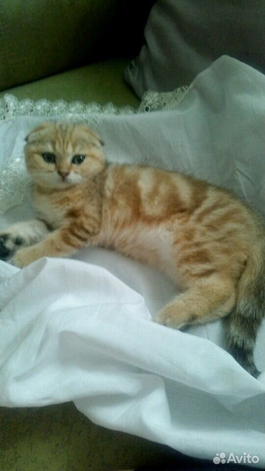 Золотые мимимишные котята