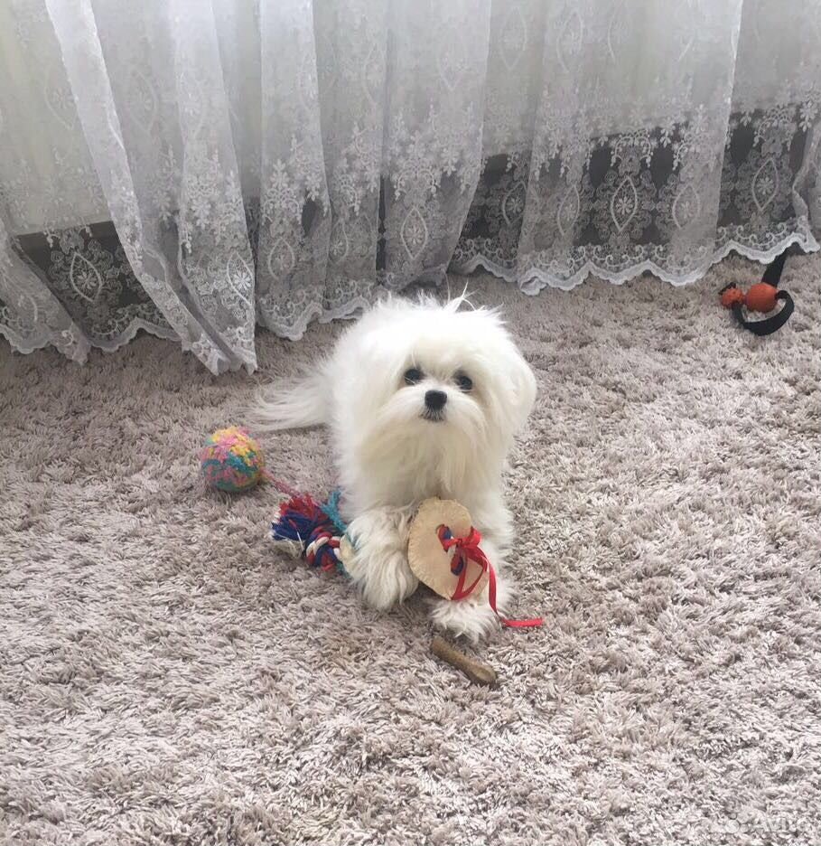 Мальтезе вязка