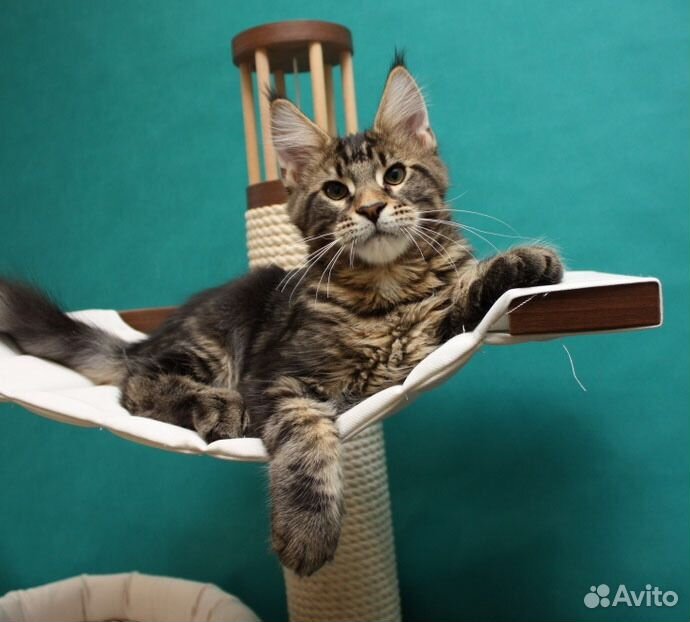 Котик чёрный мрамор Йорджи