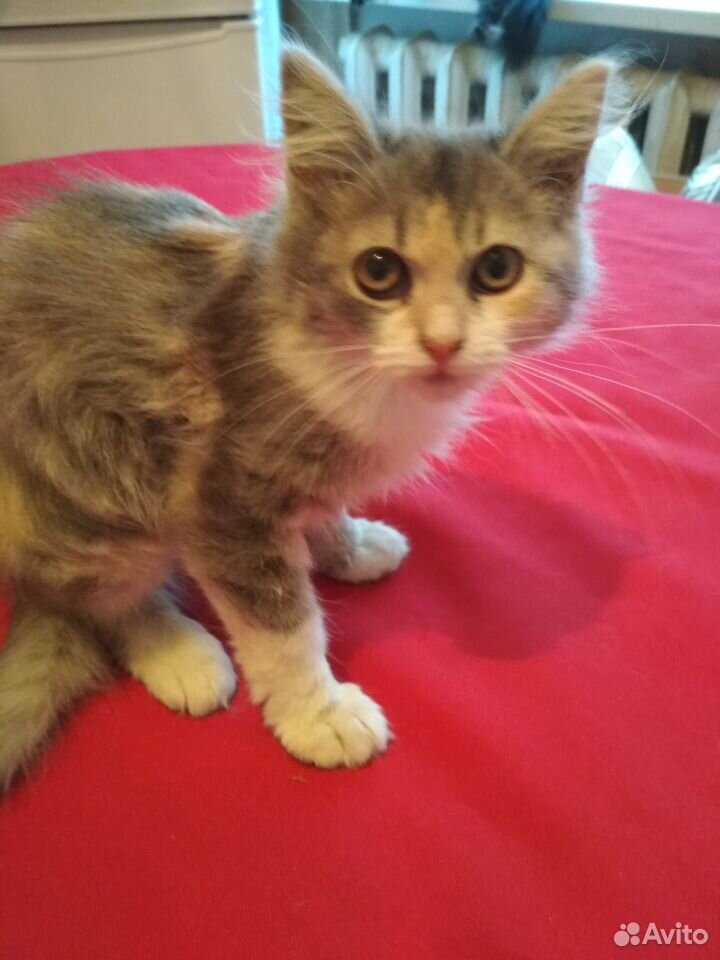 Пушистая трехцветка