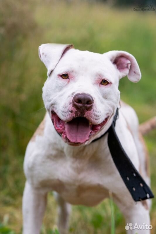 Питбуль неземной красоты в добрые руки