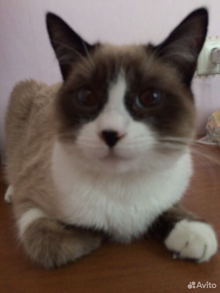 Кот
