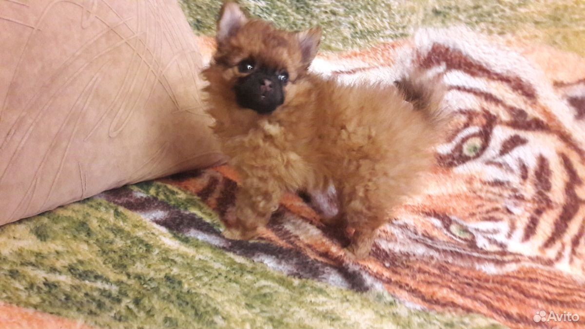 Малышка шпицетой