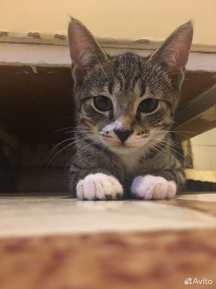 Котенок Паша. Отдам в добрые руки