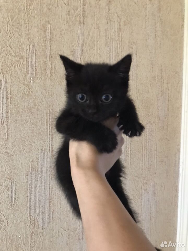 Британский котик