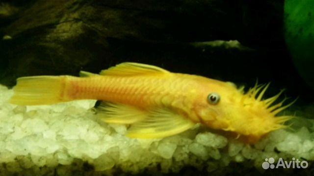 Обогреватель Eheim и другое