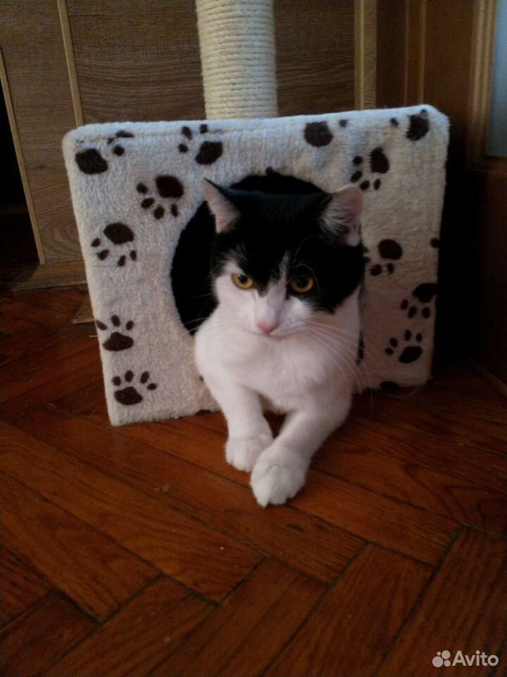 Кошка Доминошка в добрые руки