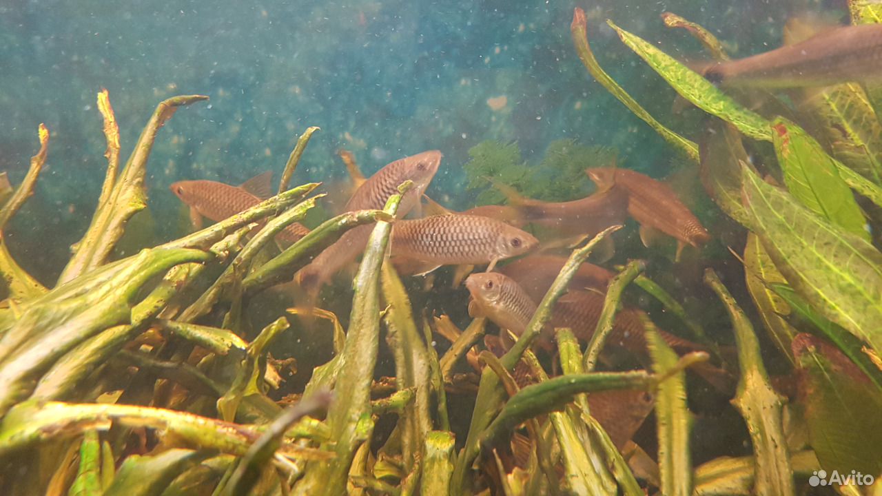 Водорослеед сетчатый (Crossocheilus reticulatus)