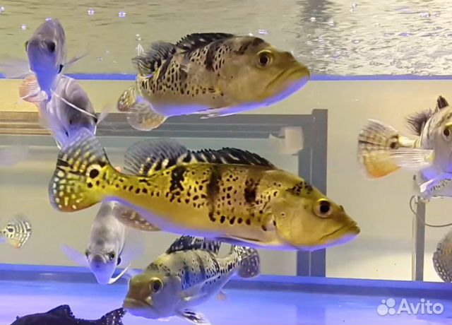 Рыбы монстры