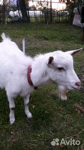 Козлик комолый-зааненский(обмен)