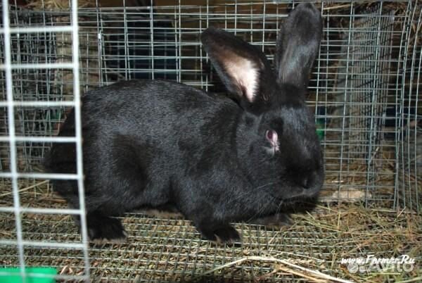 Крольчихи покрытые и кролики