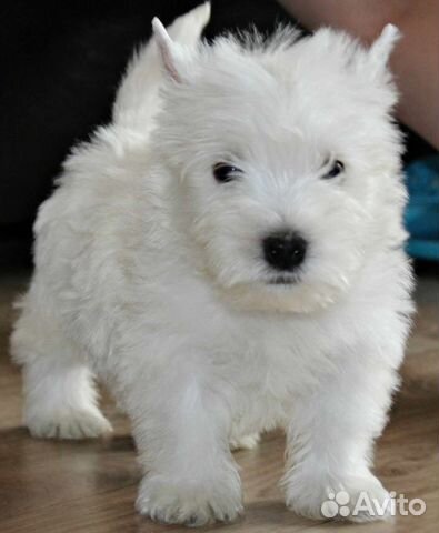 Вест хайленд вайт терьер, щенок Мажор