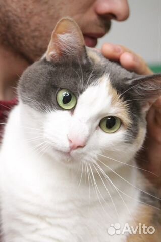 Строптивая баронесса Маньяна