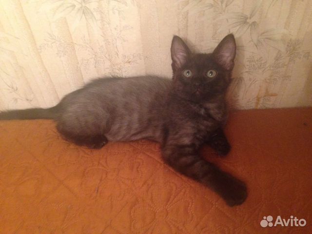 Тайская котенок девочка метиска 5мес шоколадная