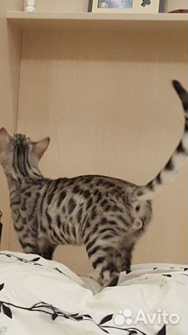 Бенгальские котята Серебро