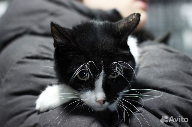 Настоящая,воспитанная,скромная леди-красаСеренгети