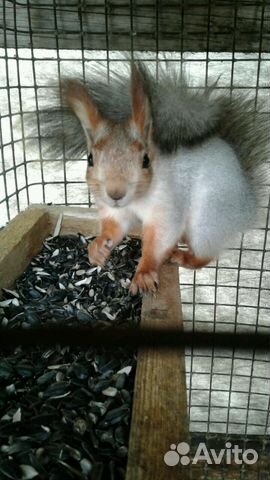 Белка Алтайская Европейская Черная