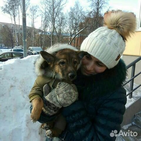 Очень красивый щенок 3 месяца