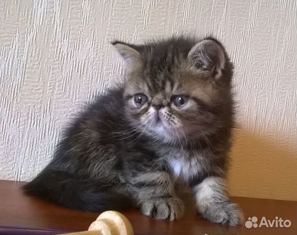 Мраморный экзотический котик