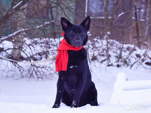 Очень игривая маленькая собачка, 40 см, 11 кг