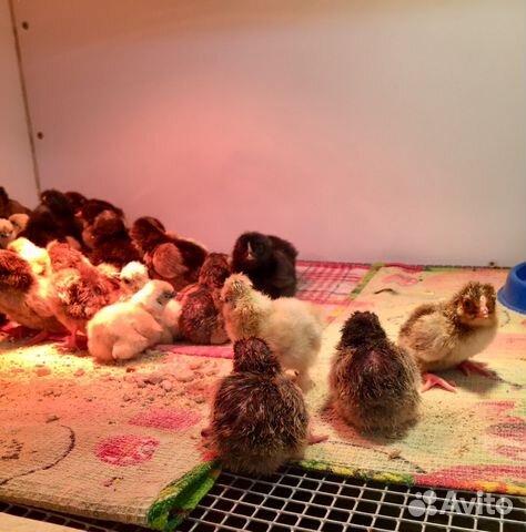 Цыплята от суток и старше, яйцо инкубационное