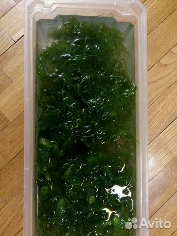 Роголистник