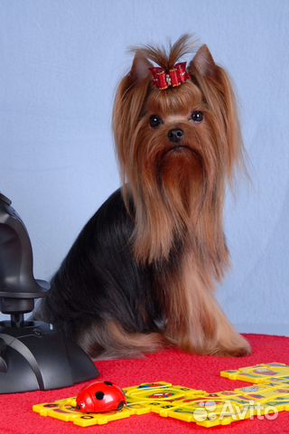 Йоркширские терьер - приглашает на вязку девочек