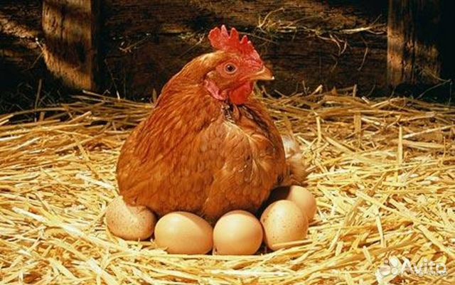 Куры-несушки, утята, гусята, бройлеры, индюшата