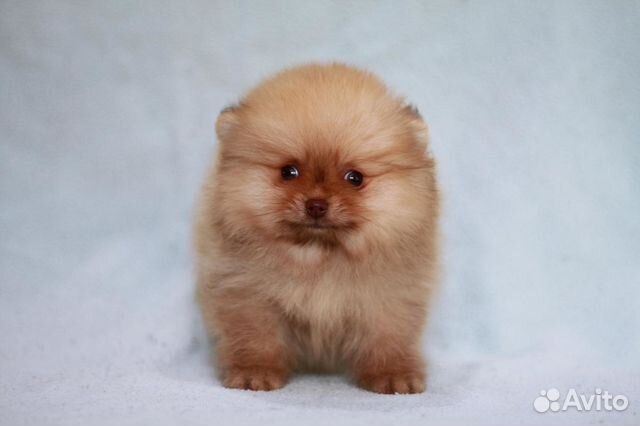 Шпиц, мини мальчик 20.01.2018