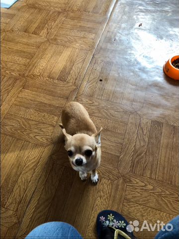 Собачка мини чихуахуа