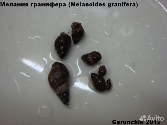 Грунтовые улитки Мелания гранифера