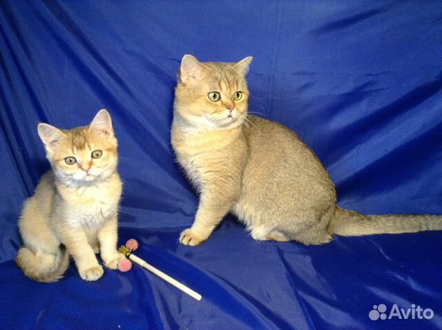 Элитный золотой шиншилловый британец- Арчи