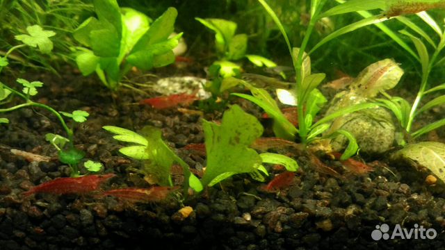 Креветки, улитки, гуппи + подарок грунтовые улитки