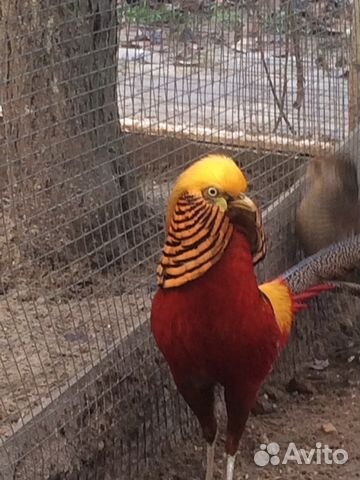 Золотой фазан (пара)