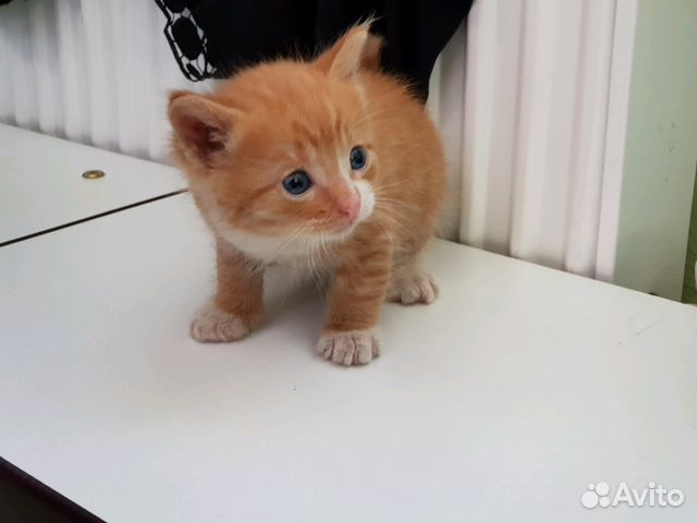 Рыжий котёнок
