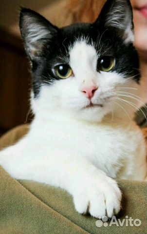 Котеночек переросток Мышуля