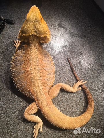 Морфные бородатые агамы малыши, подростки и взросл