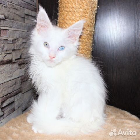 Котик