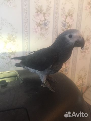 Попугай жако (птенец)