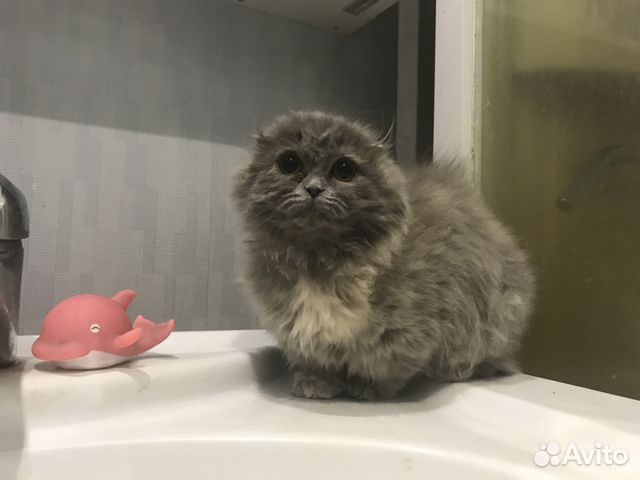 Котики манчкины