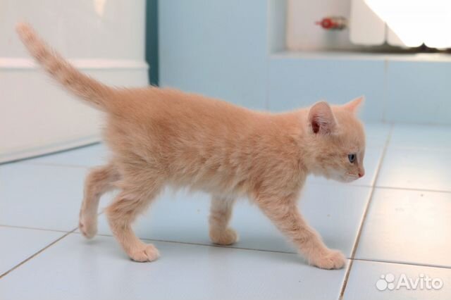 Персиковый котенок ищет хозяина