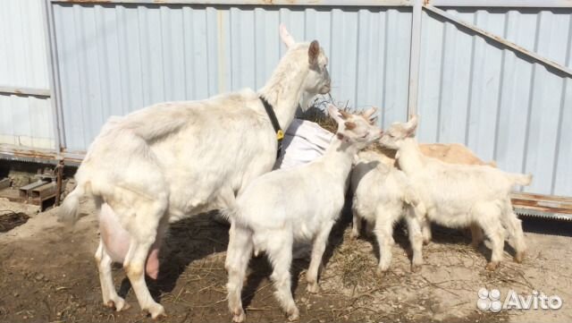 Козел и коза зааненской и альпонубийской породы
