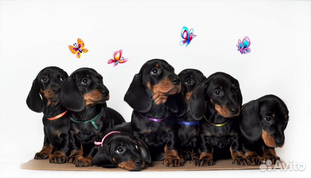 Очаровательные щеноки миниатюрной таксы (РКФ)