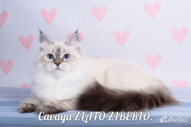 Синеглазая малышка Кавая