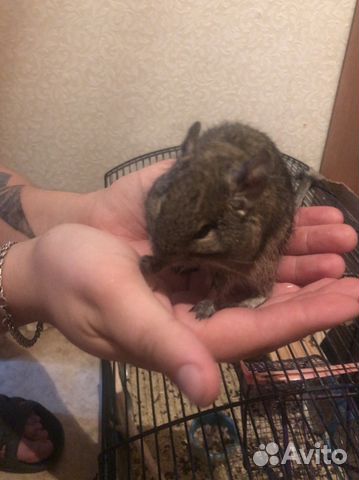 Дегу девочка